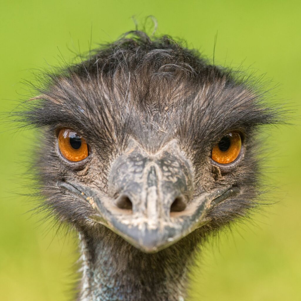 Nexus Gifts Australia