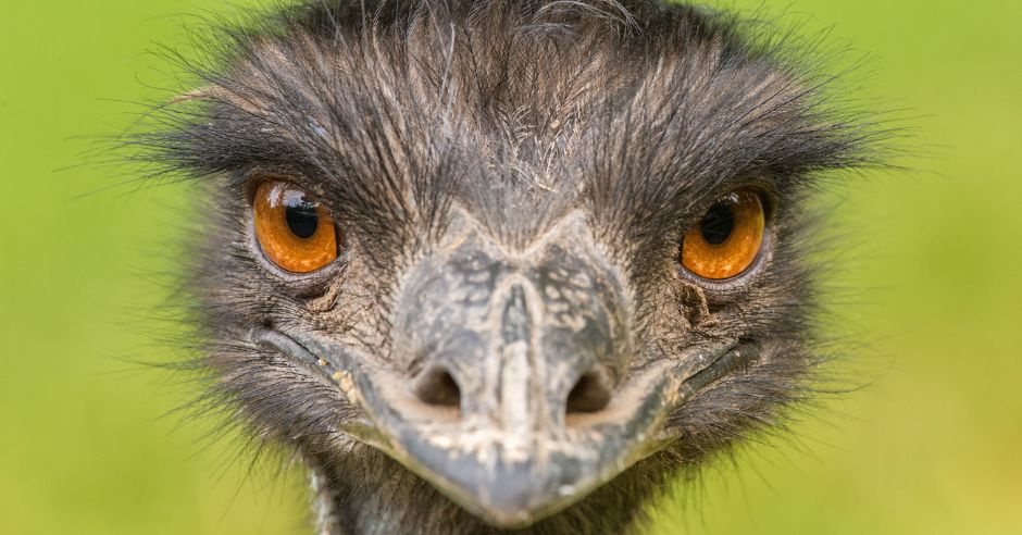 Emu